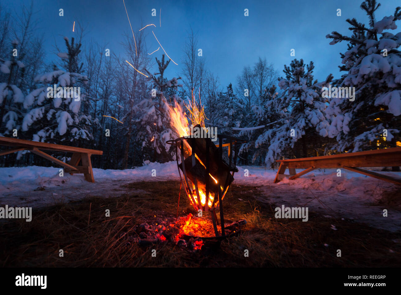 Flame of the forest tree hi-res stock photography and images - Alamy