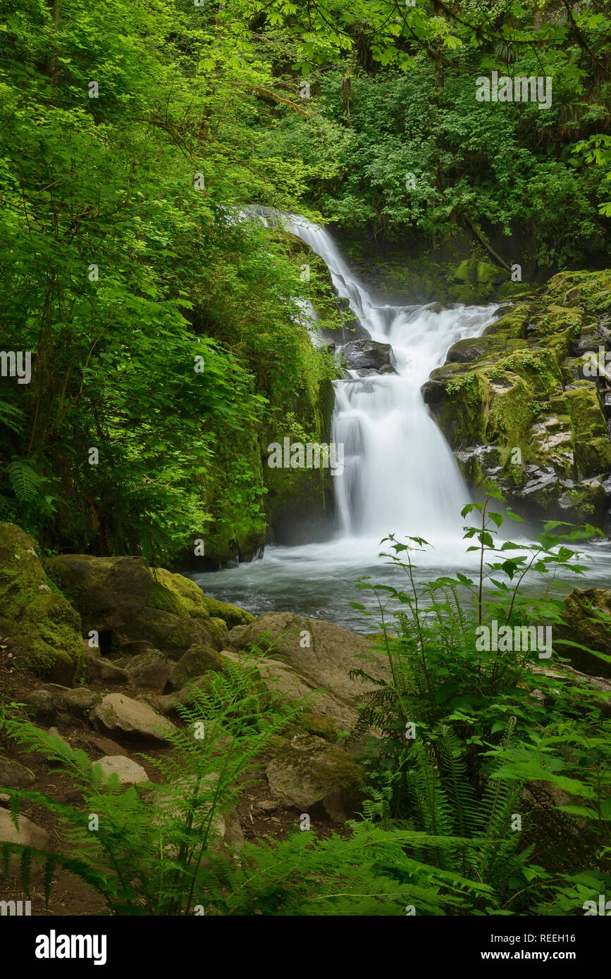 Sweet Creek Falls in the Coast Range Mountains of western Oregon Stock ...