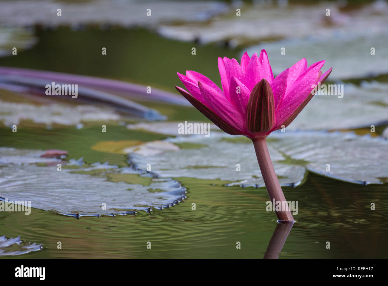 Tobago plantations hi-res stock photography and images - Alamy