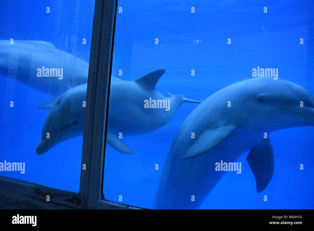 Dolphin in zoo hi-res stock photography and images - Alamy