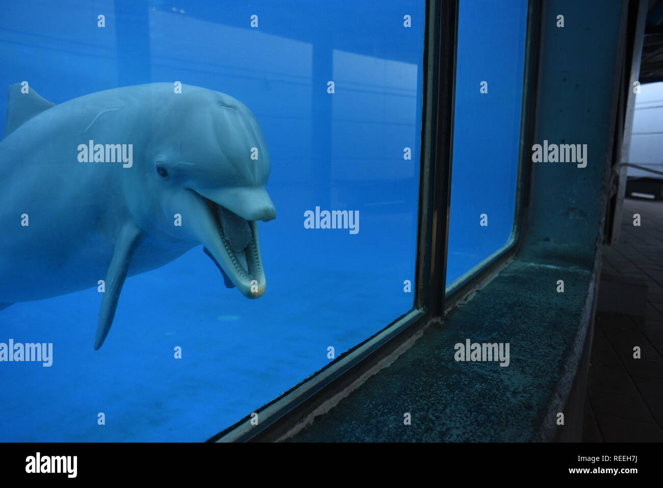 Dolphin in zoo hi-res stock photography and images - Alamy