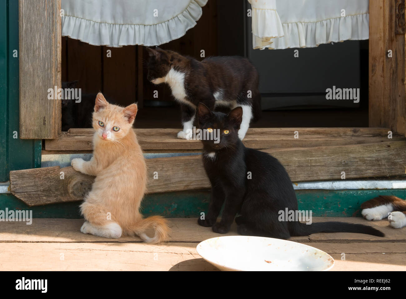 Little colorful kittens on a farm on a summer day Stock Photo - Alamy