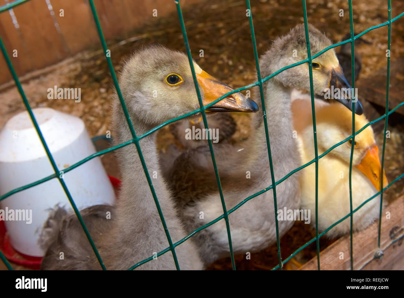 Ducklings in the farmyard hi-res stock photography and images - Alamy