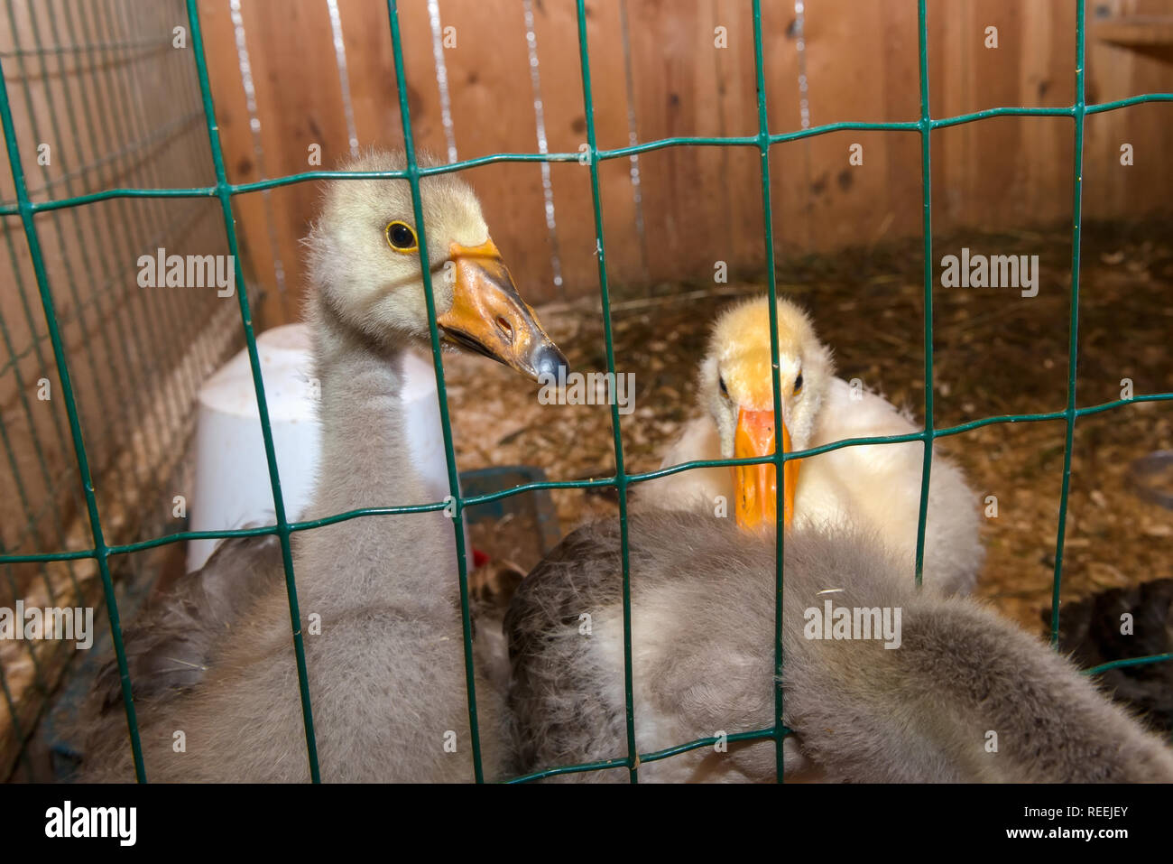 Ducklings in the farmyard hi-res stock photography and images - Alamy