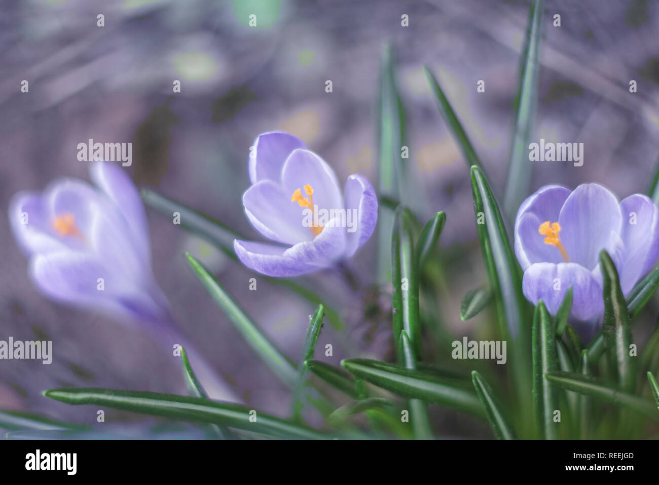 Banner crocus hi-res stock photography and images - Alamy