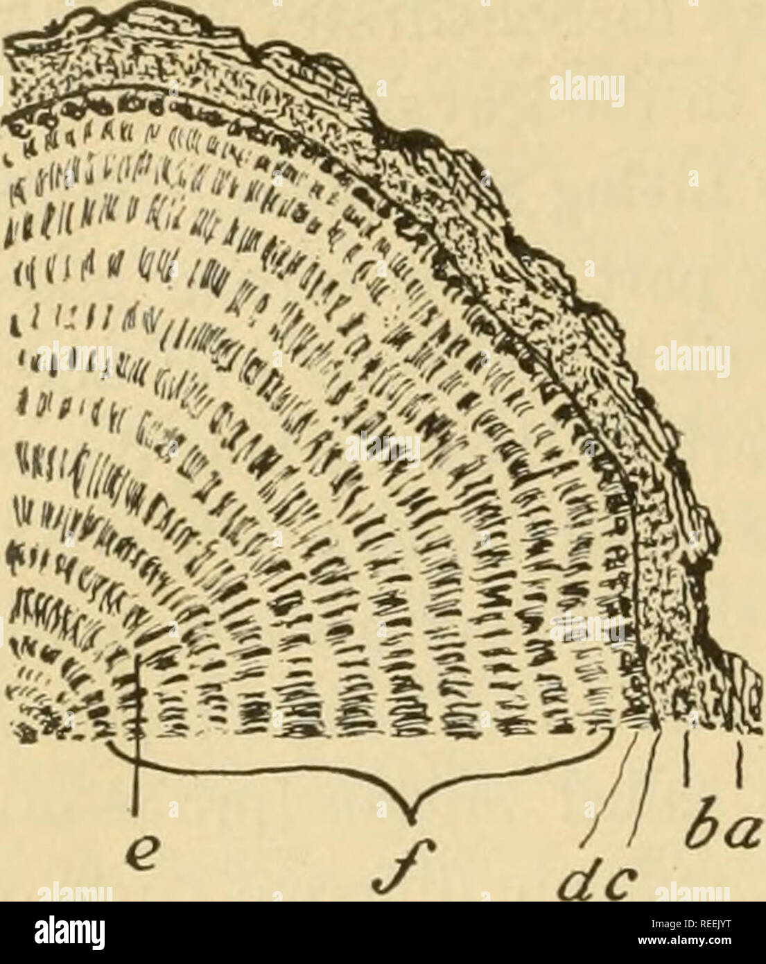 Proto tree hi-res stock photography and images - Alamy