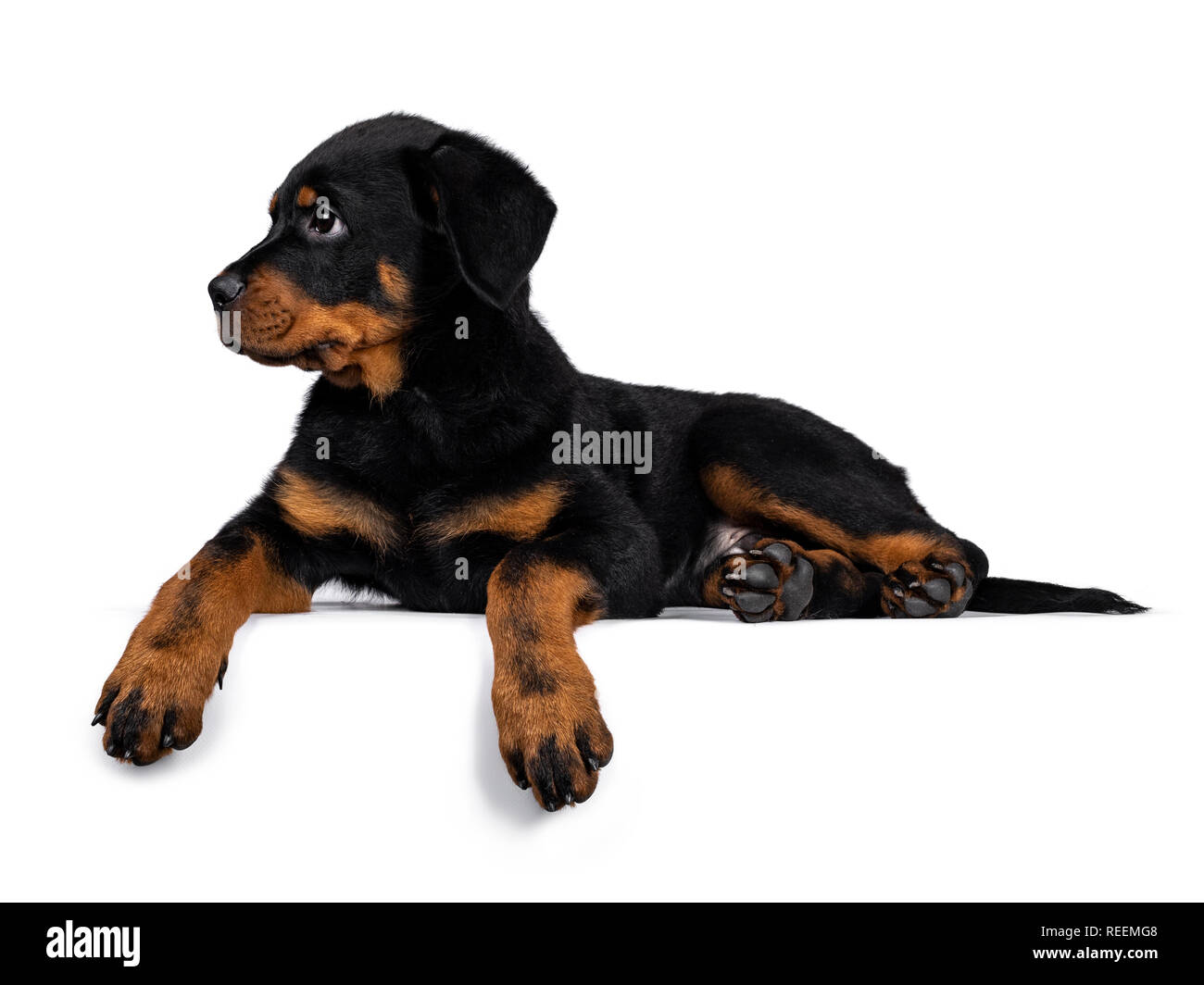 Cute purebred Rottweiler dog pup laying down side ways, looking with to ...