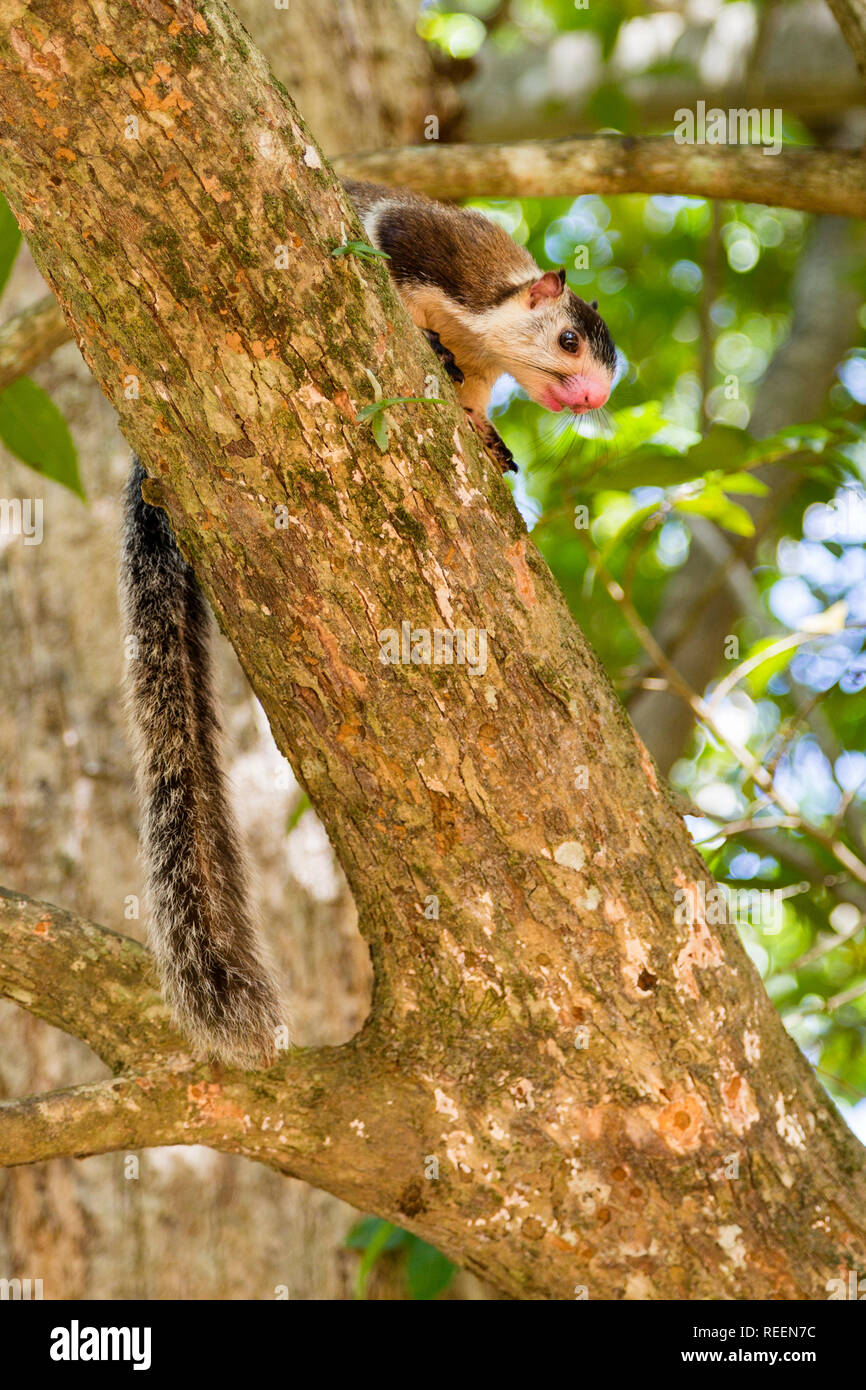 Chinnar Grizzled Giant Squirrel