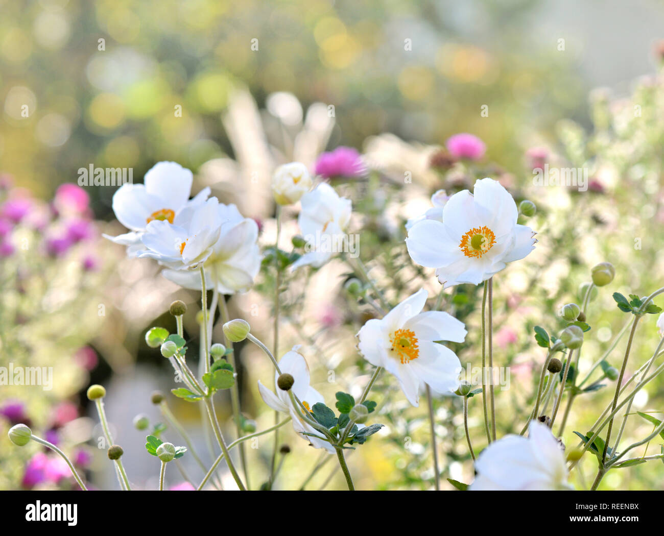 Pretty white flowers hi-res stock photography and images - Alamy