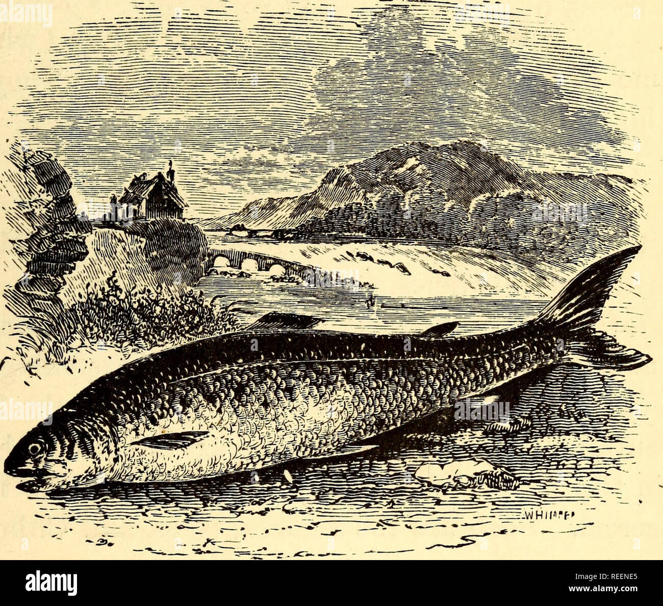 Operculum shark hi-res stock photography and images - Alamy