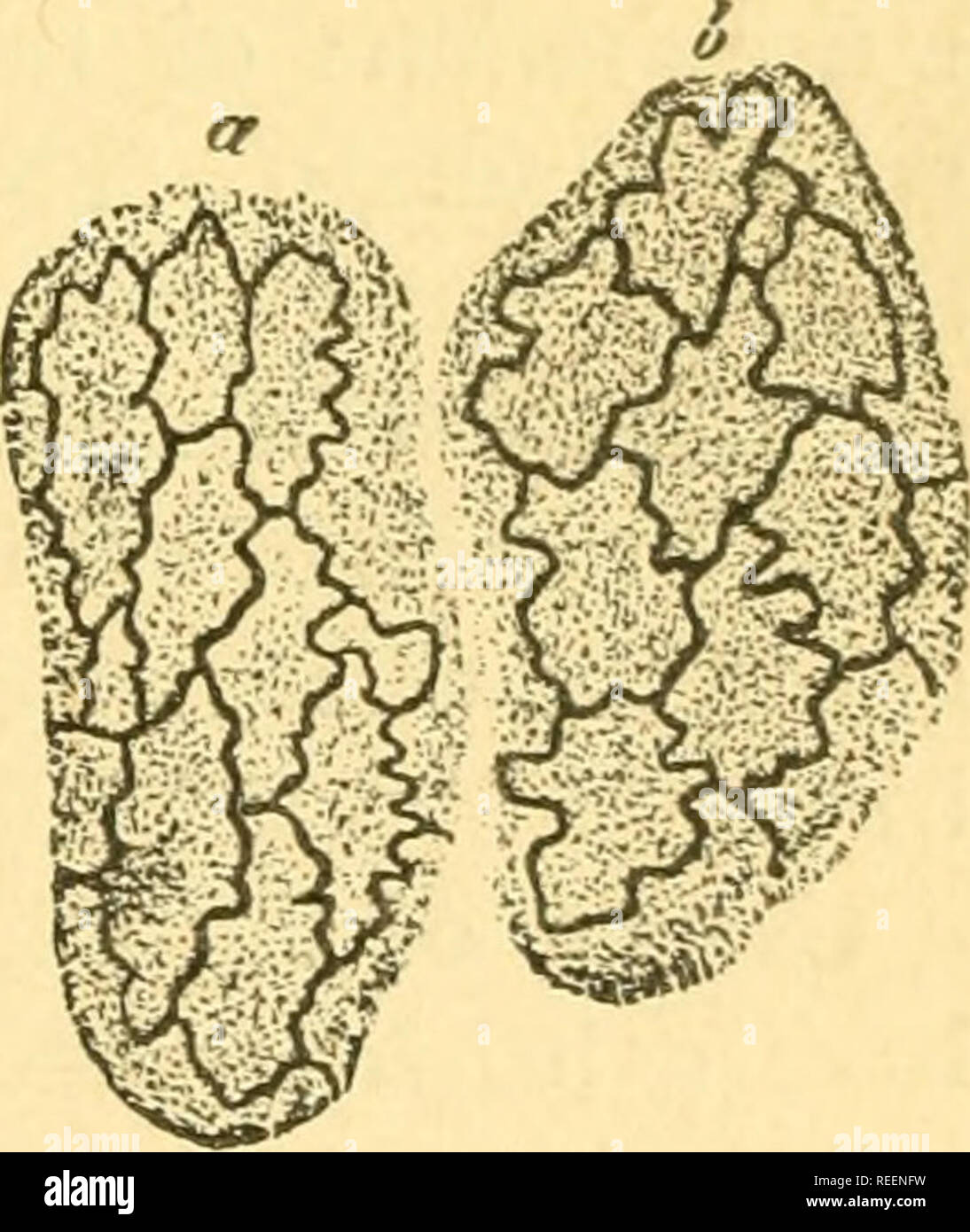 . Compendium of histology. Histology. Fig. 33.—Various forms of ...
