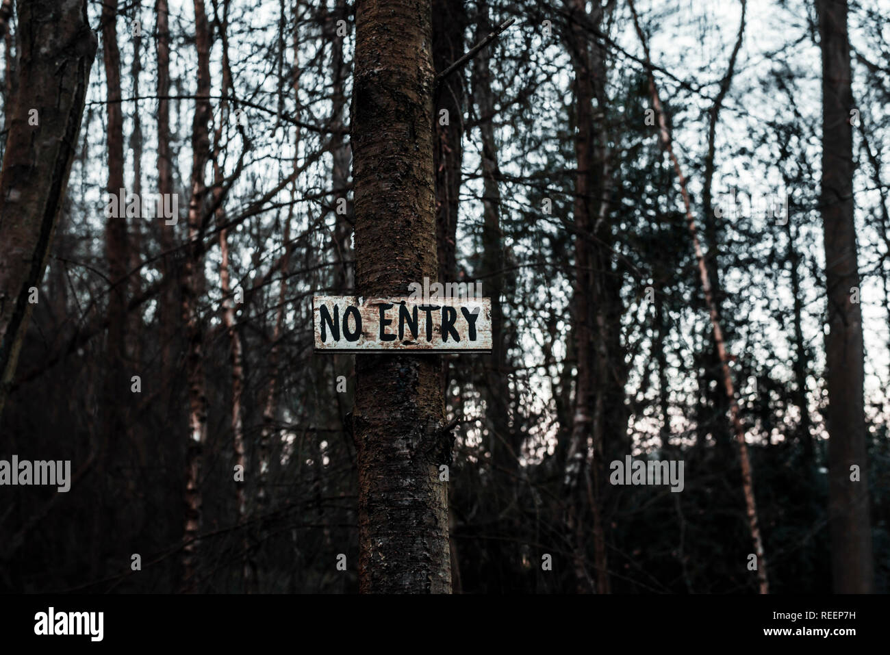 No Entry sign on a tree leading into the woods Stock Photo - Alamy