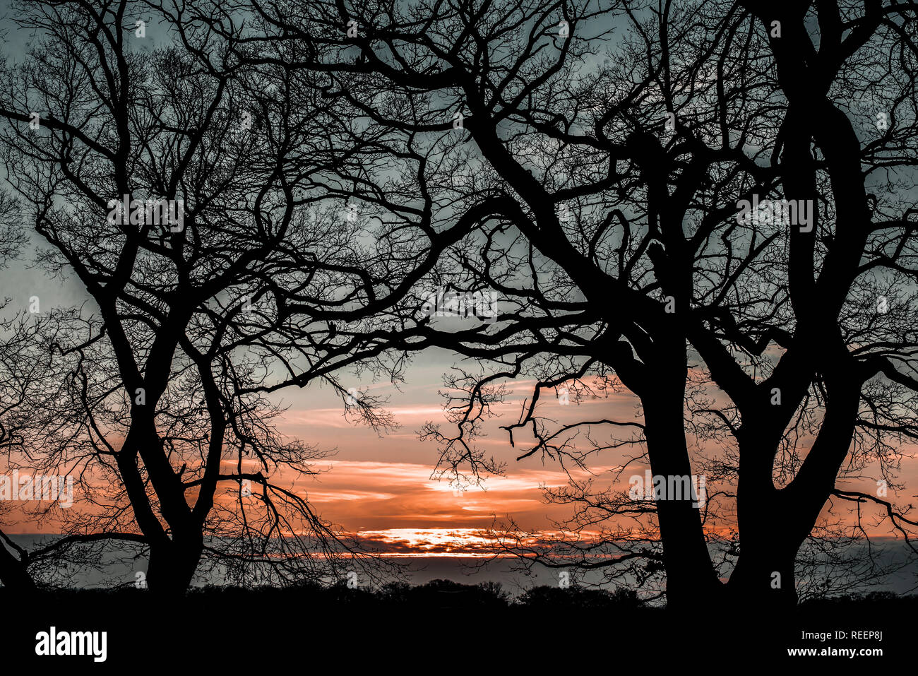 Wall Hangings Paintings Grand sunset over trees etna.com.pe