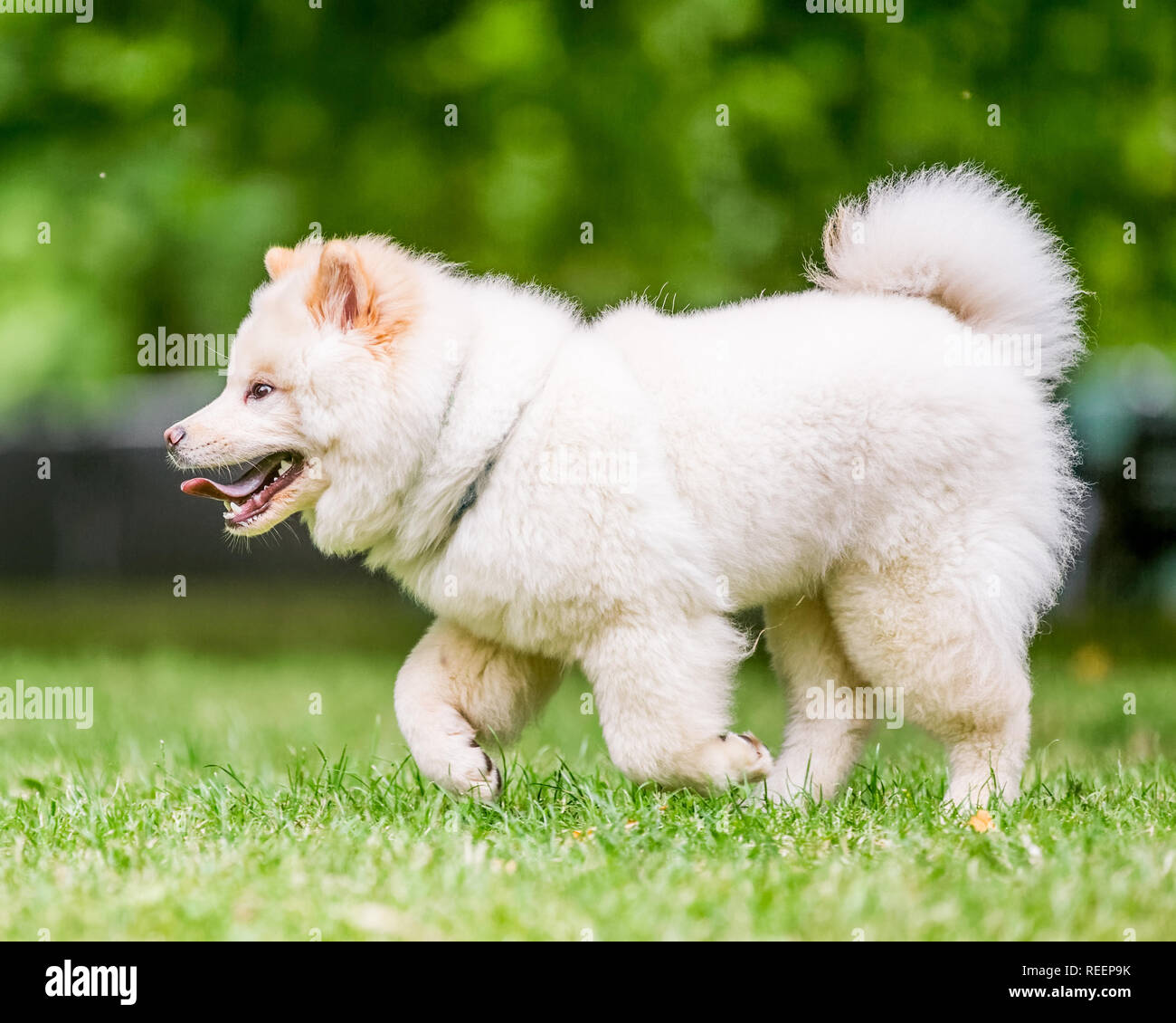 Lion running teeth hi-res stock photography and images - Alamy