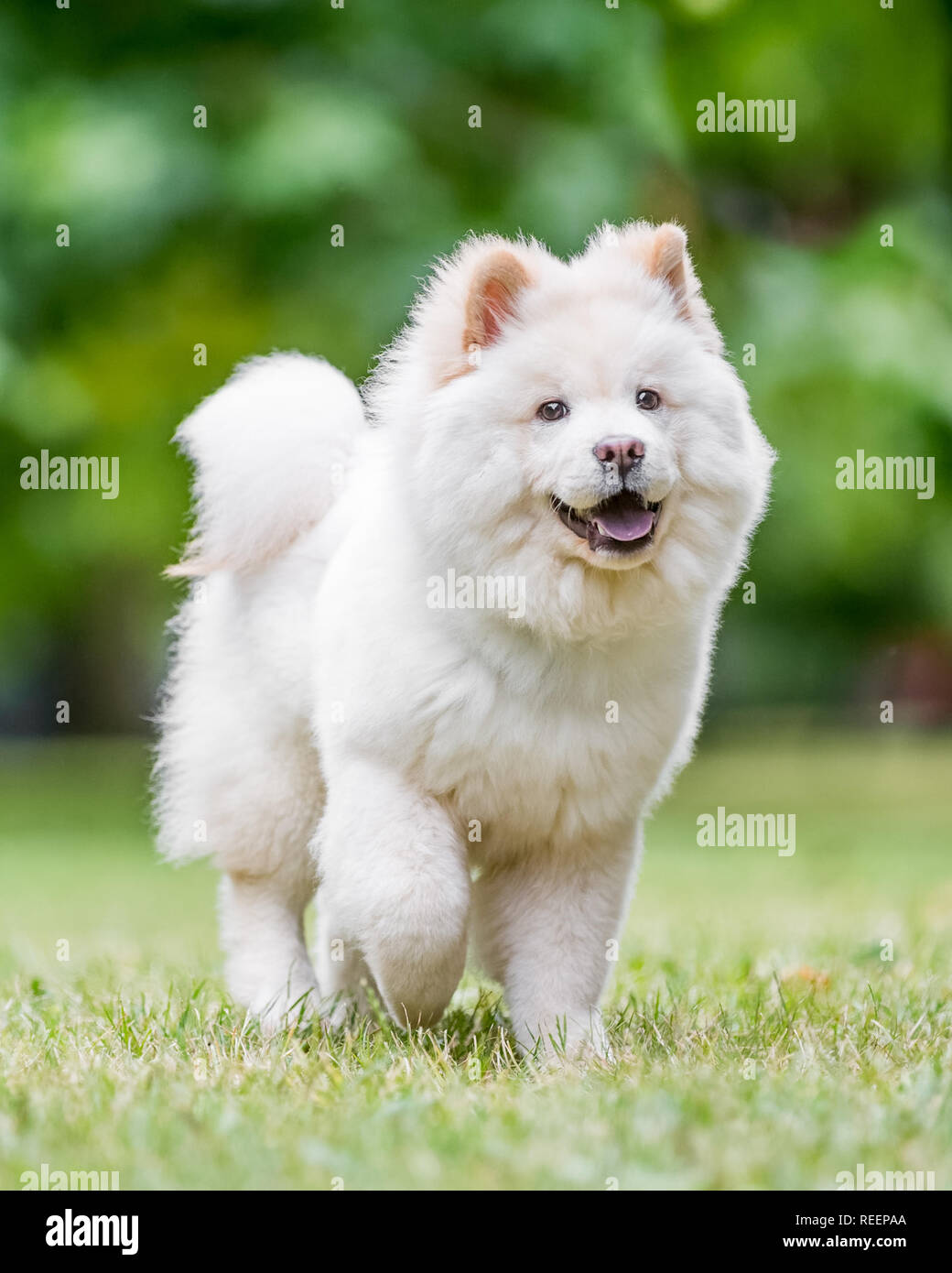 Beautiful fluffy dog jumping up hi-res stock photography and images - Alamy