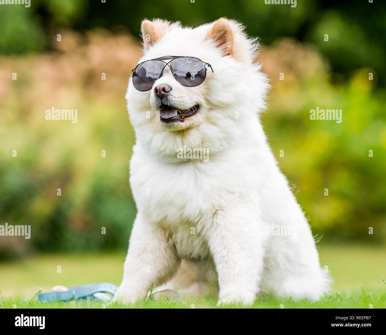 Samoyed sunglasses hi-res stock photography and images - Alamy