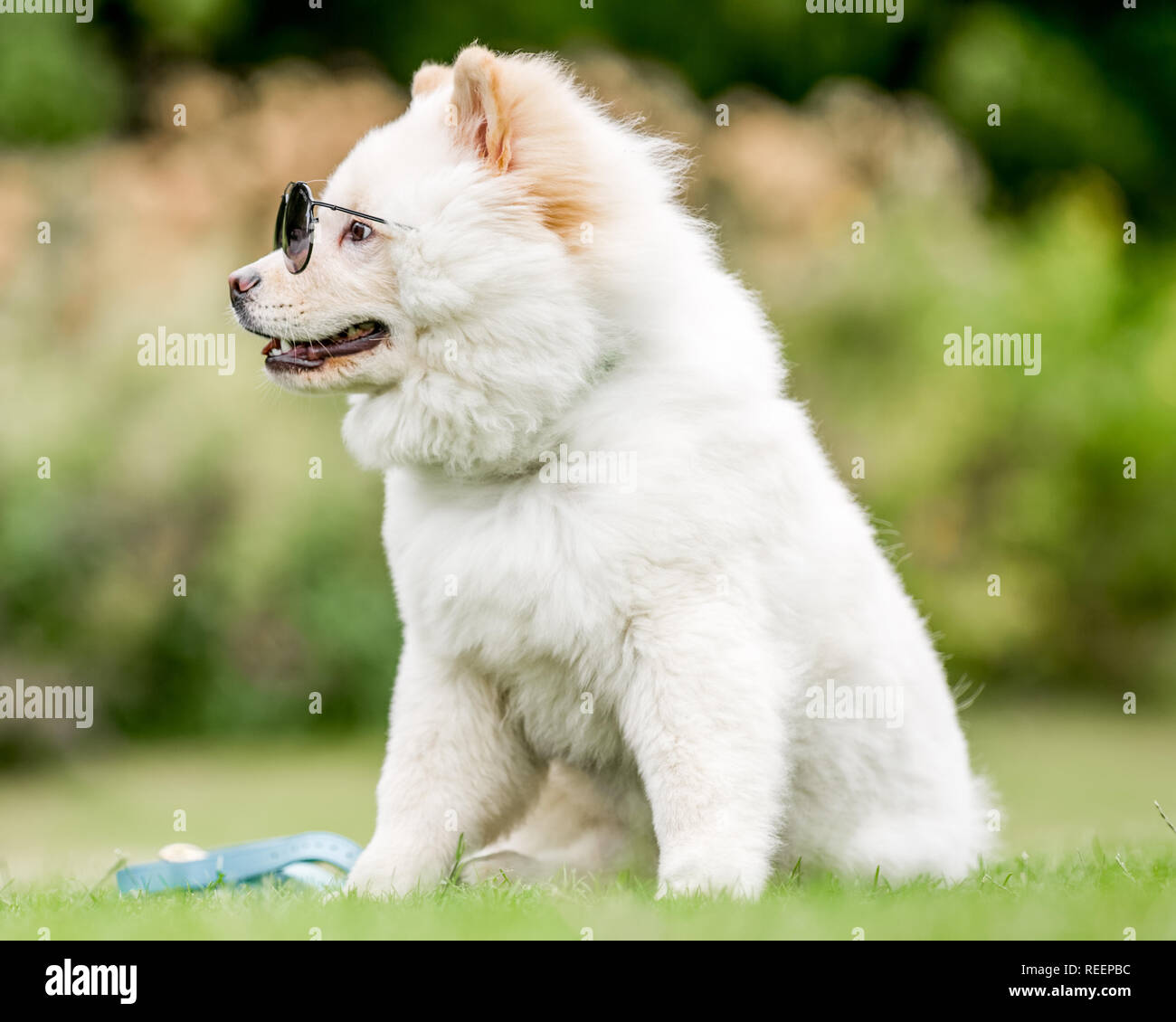 Samoyed sunglasses hi-res stock photography and images - Alamy