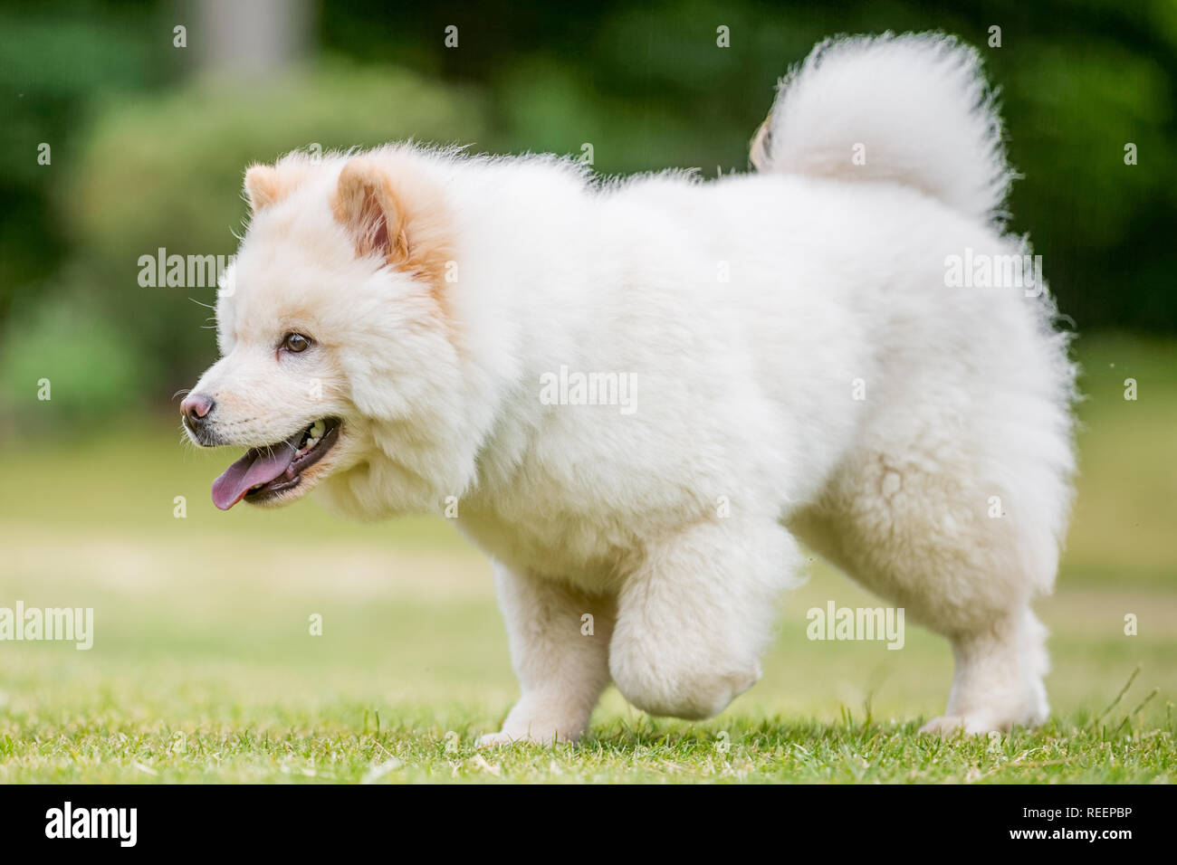 Close up Samoyed Puppy running in a meadow looking to the side. Cute ...