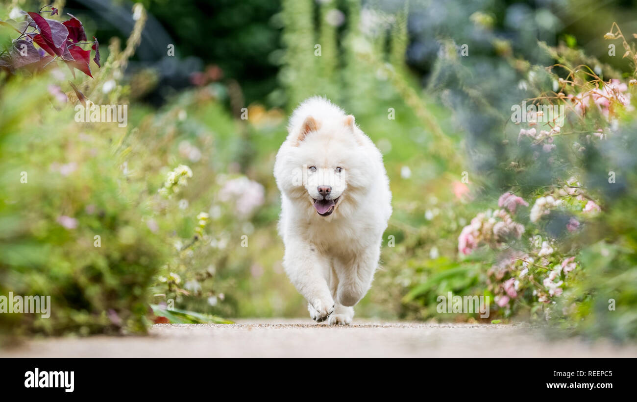 Walking samoyed hi-res stock photography and images - Alamy