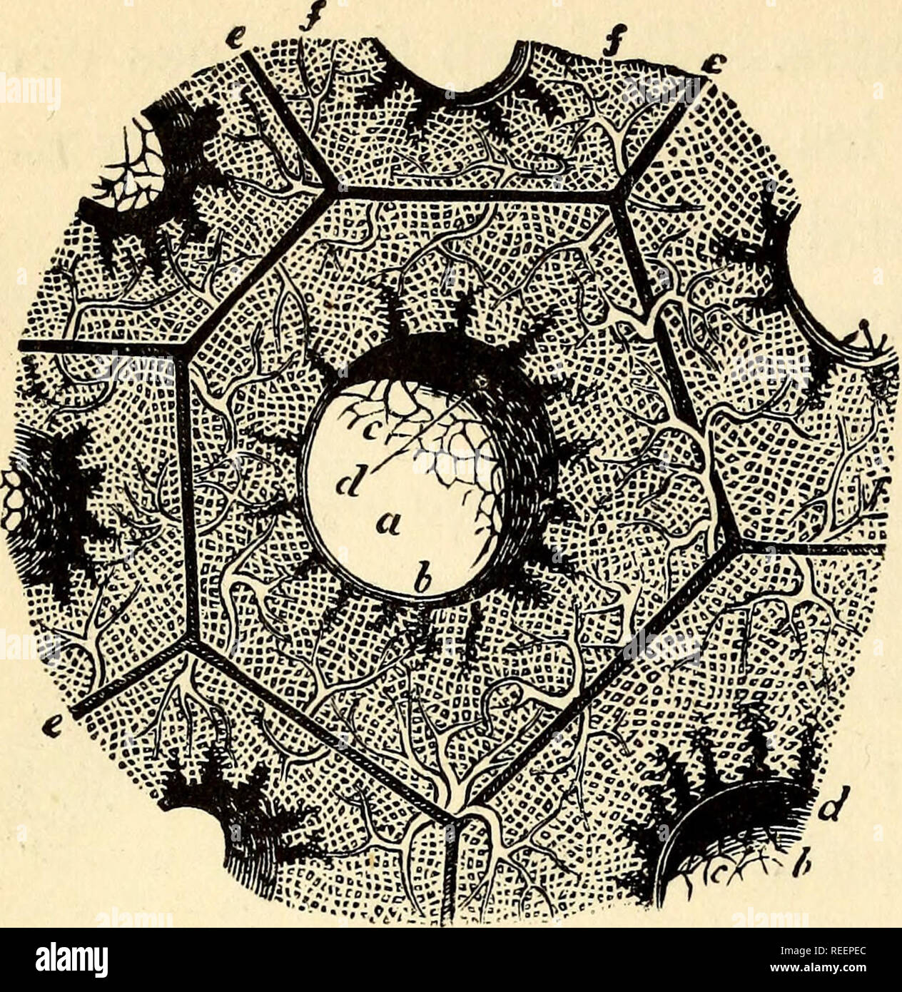 Strangled bird hi-res stock photography and images - Alamy