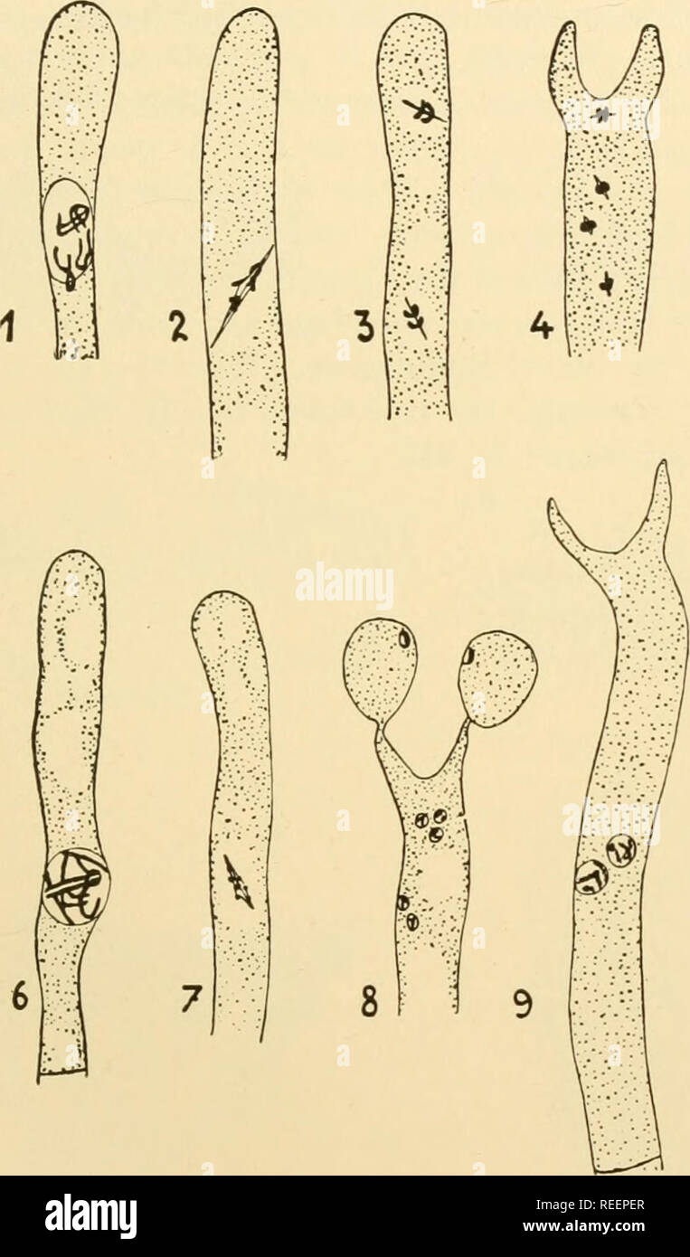 Thelephoraceae family hi-res stock photography and images - Alamy