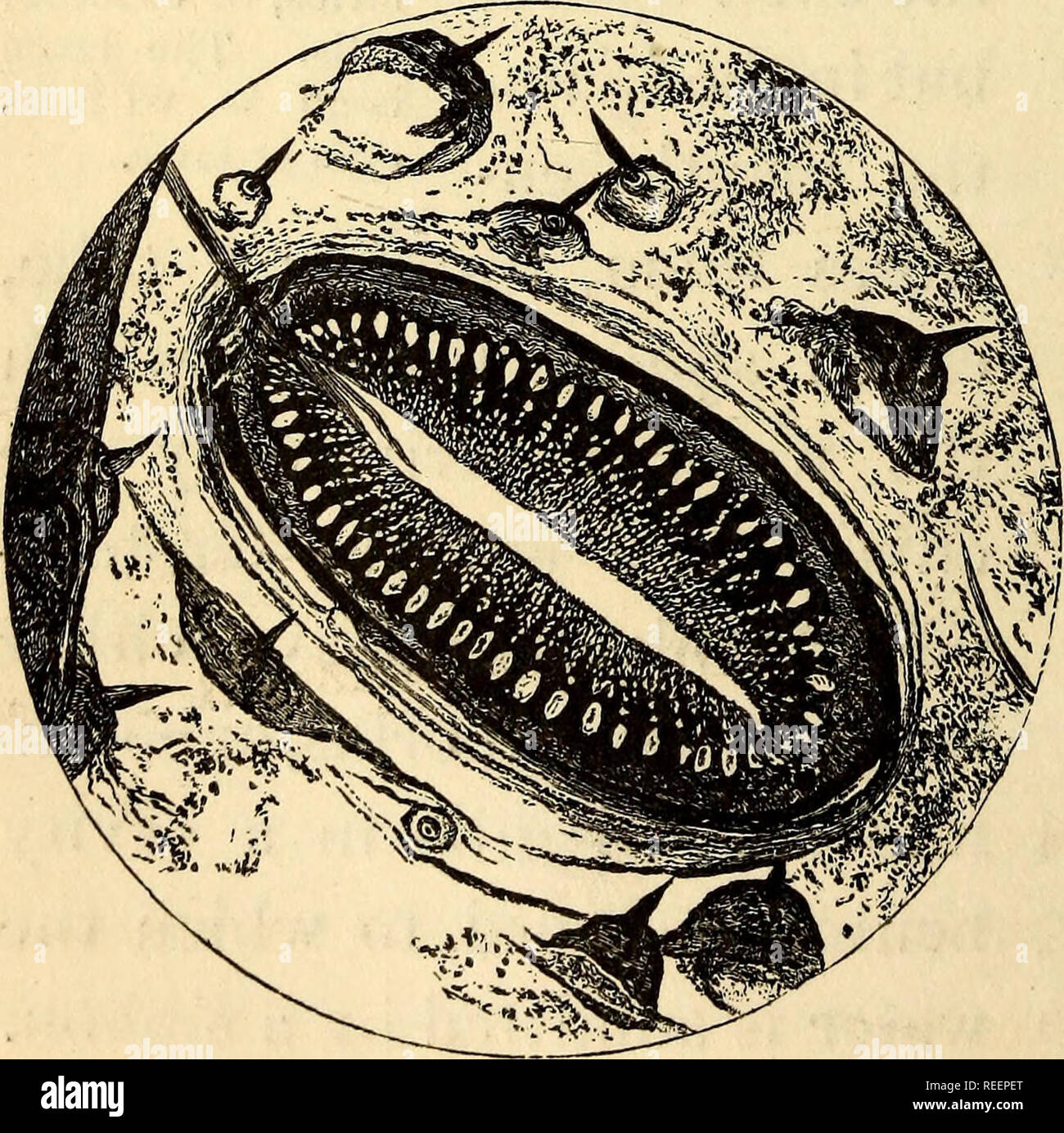 Ejected shell hi-res stock photography and images - Alamy