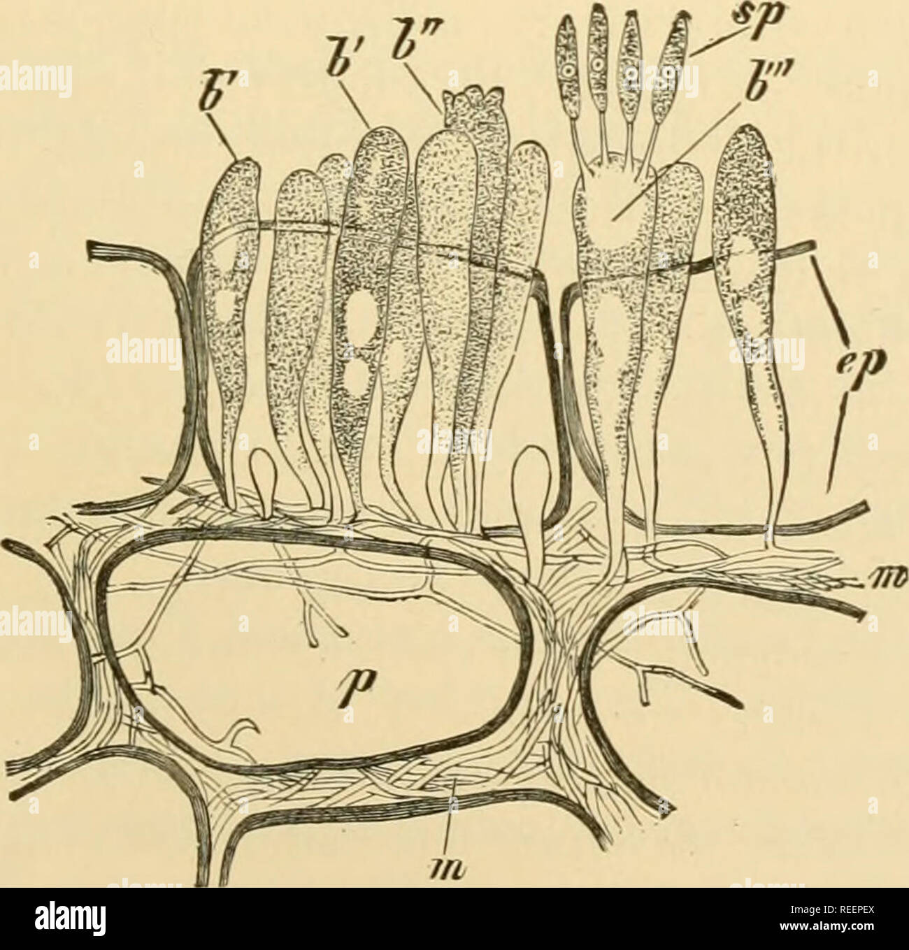 . Comparative morphology of Fungi. Fungi. Fig. 351.—Kordyana Polliae ...