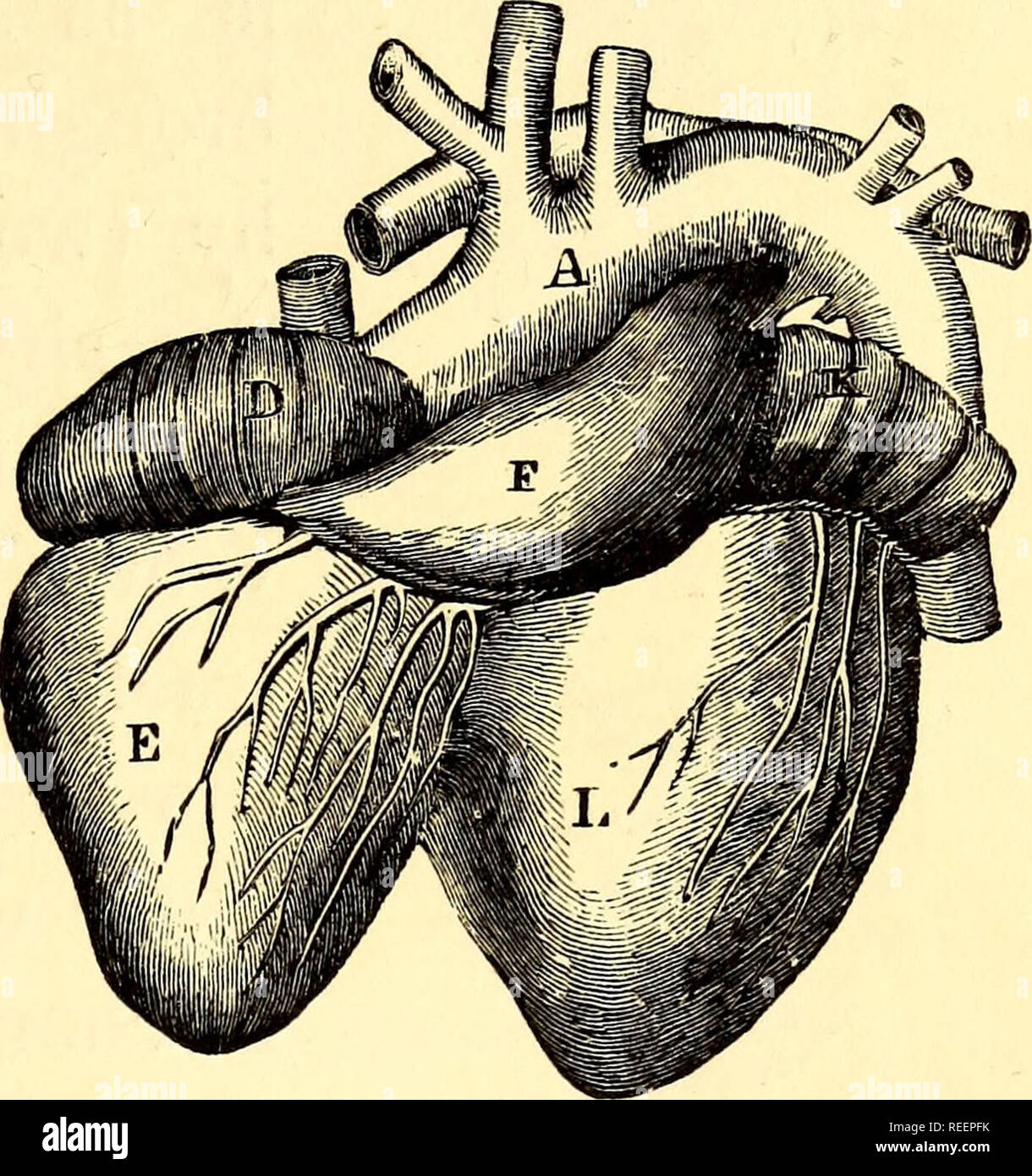 The Four Chambered Heart