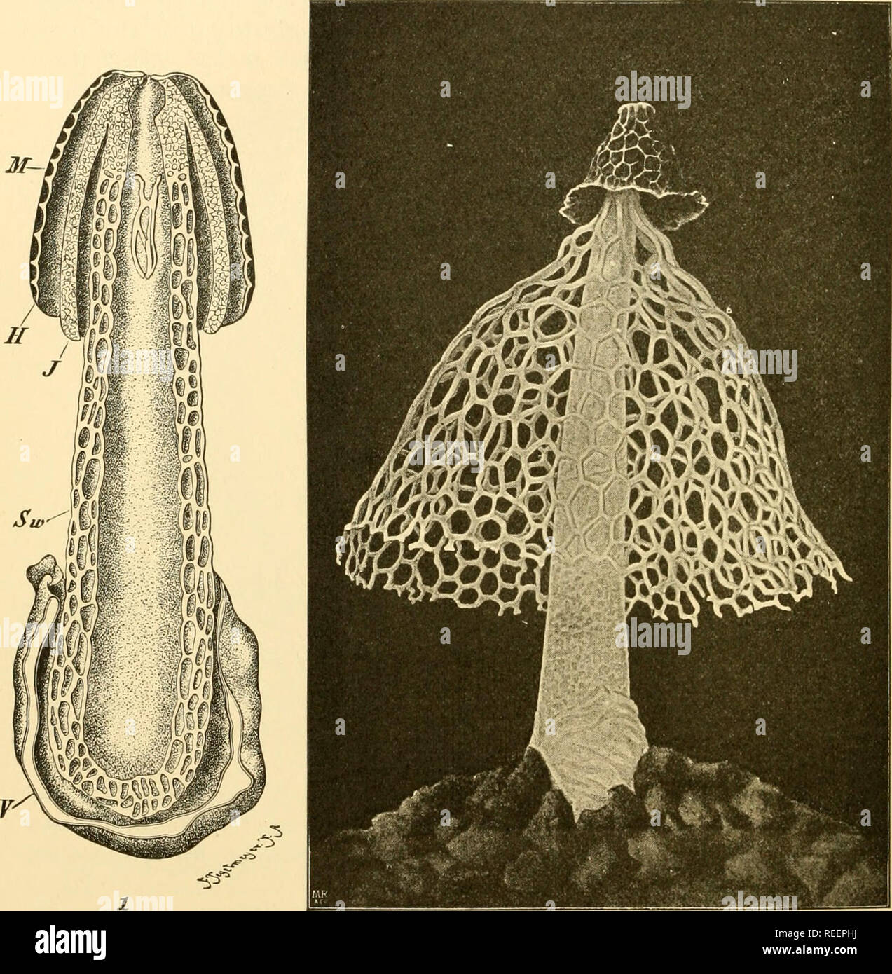 Dictyophora fungi hi-res stock photography and images - Alamy