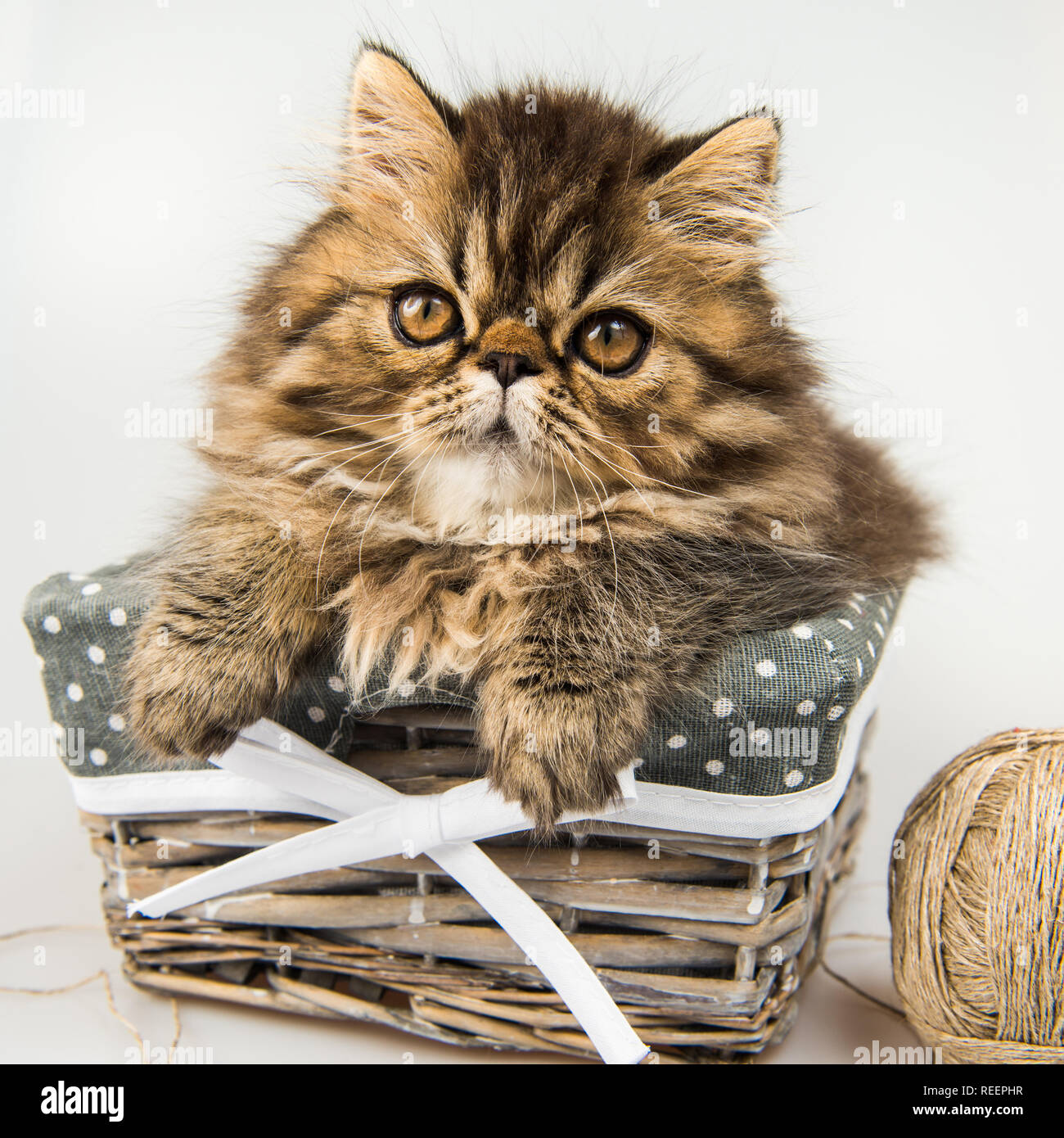 Beautiful Persian kitten cat marble color coat Stock Photo - Alamy