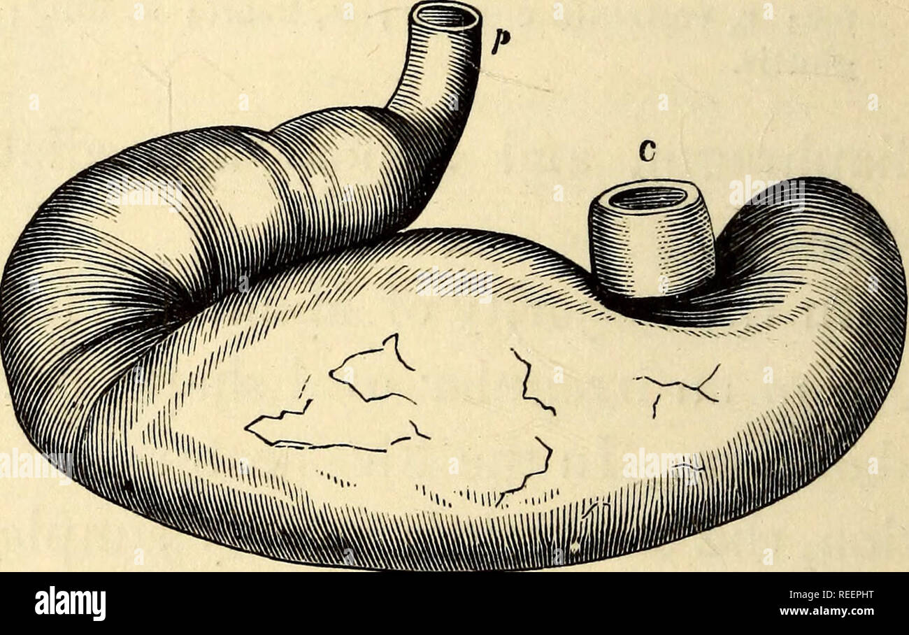 . Comparative zoology, structural and systematic : for use in schools ...