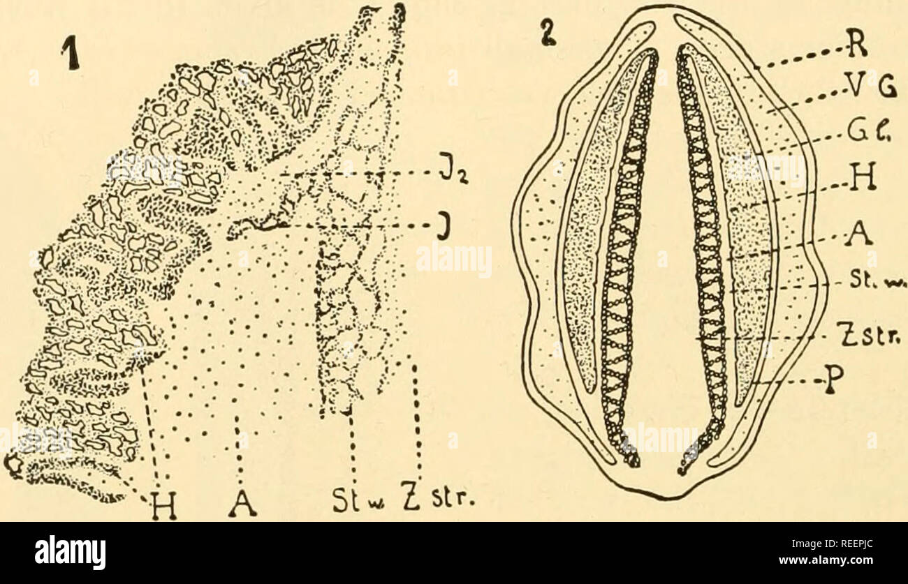 . Comparative morphology of Fungi. Fungi. 514 COMPARATIVE MORPHOLOGY OF ...