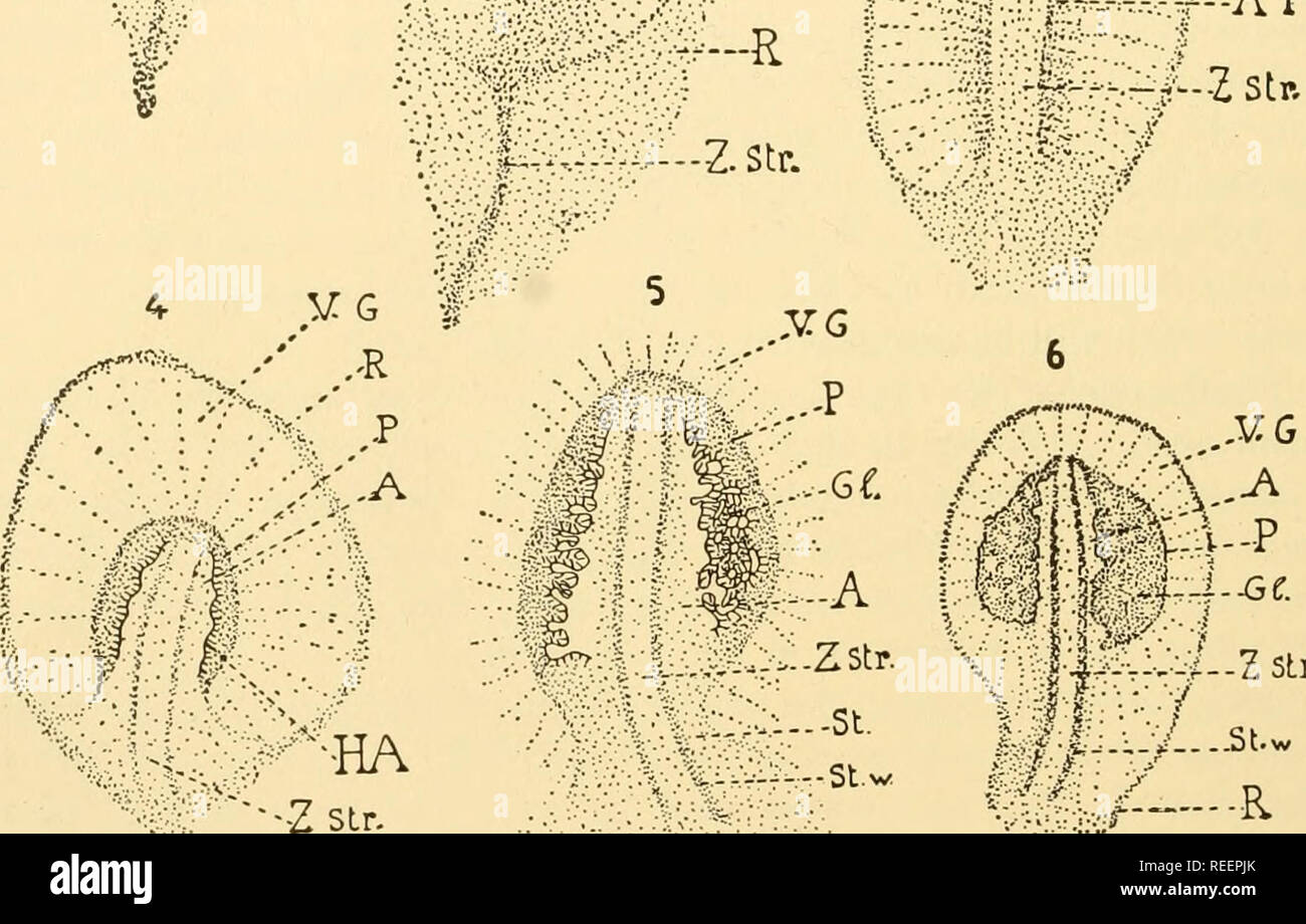Morphology z hi-res stock photography and images - Alamy