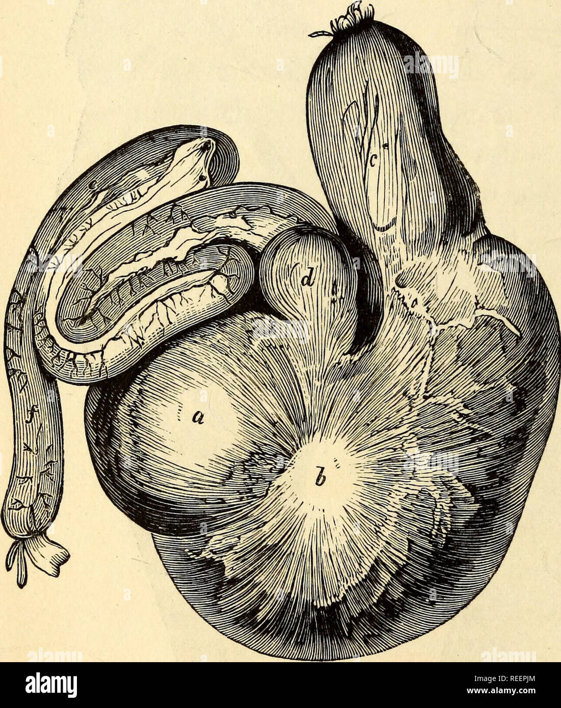 . Comparative zoology, structural and systematic : for use in schools ...
