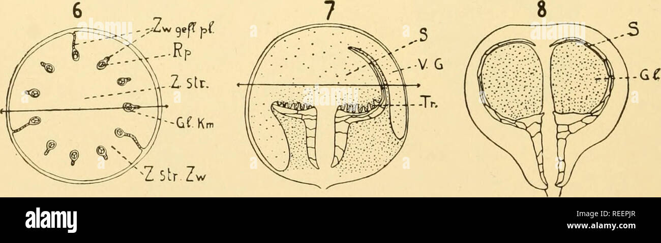. Comparative morphology of Fungi. Fungi. Fig. 330.—Aseroe arachnoidea ...