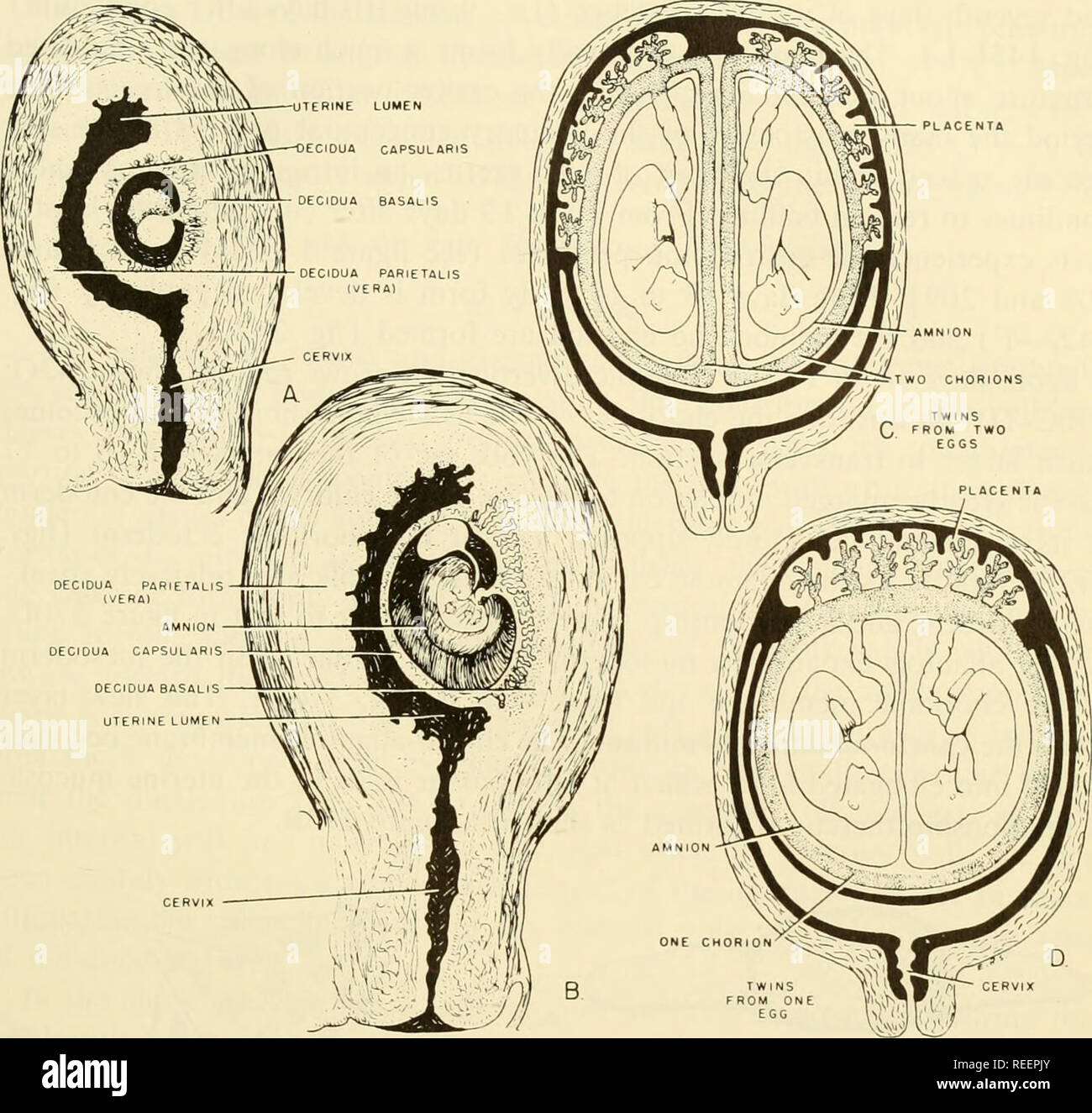 . Comparative embryology of the vertebrates; with 2057 drawings and ...
