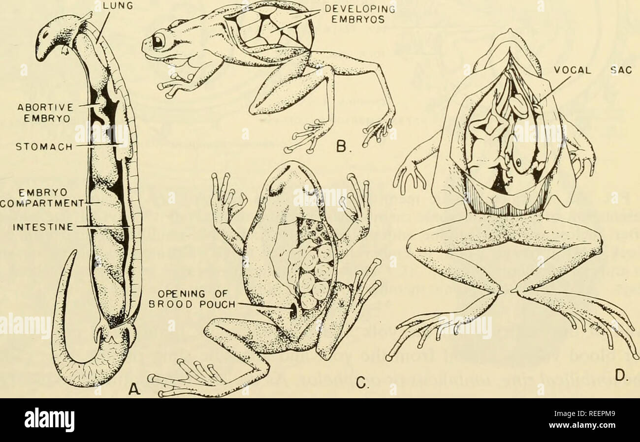 Allantoic stalk hi-res stock photography and images - Alamy