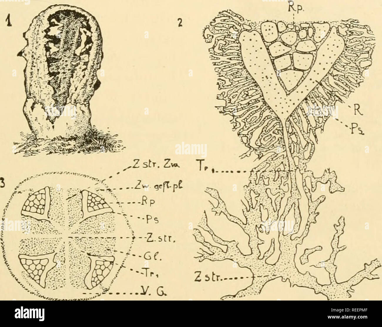 . Comparative morphology of Fungi. Fungi. GASTEROMYCETES 503 plates ...