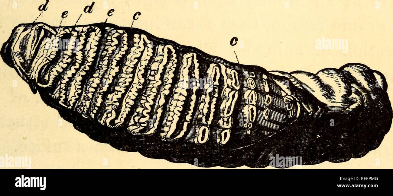 . Comparative zoology, structural and systematic : for use in schools ...
