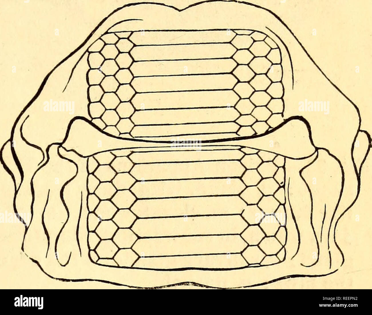 . Comparative zoology, structural and systematic : for use in schools ...