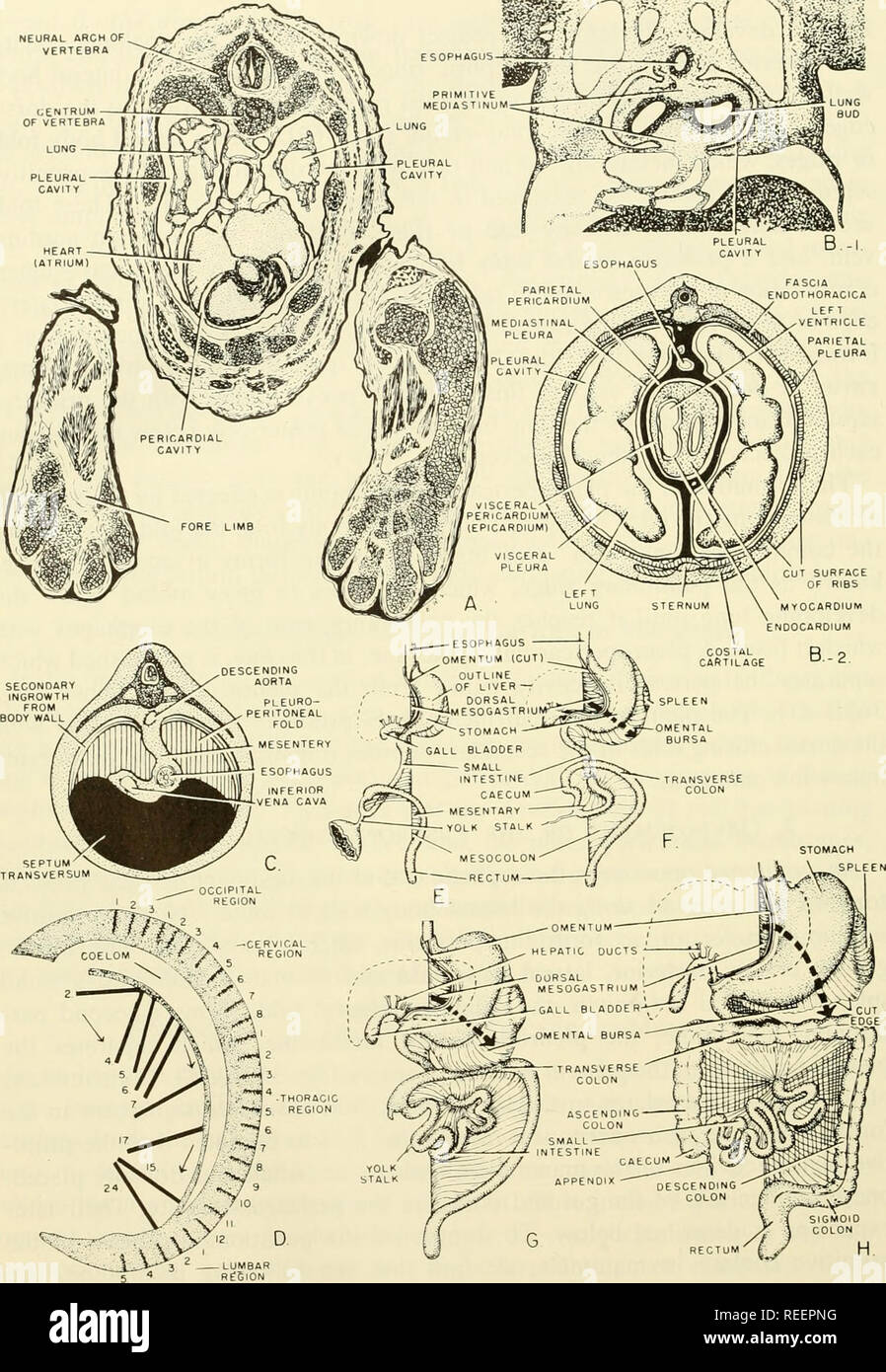 . Comparative embryology of the vertebrates; with 2057 drawings and ...