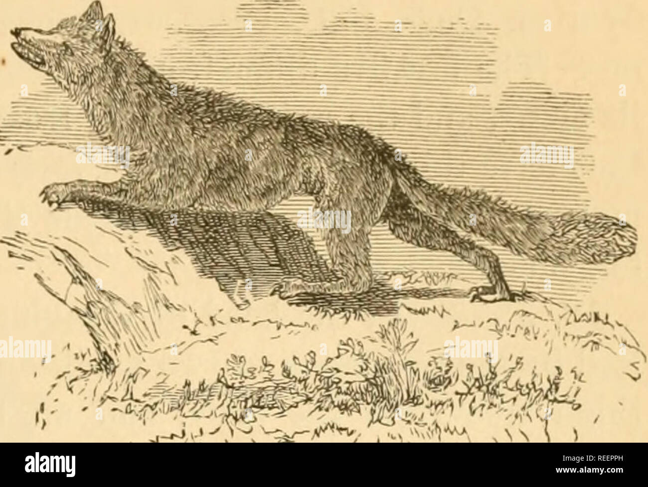 Prehensile front limbs hi-res stock photography and images - Alamy