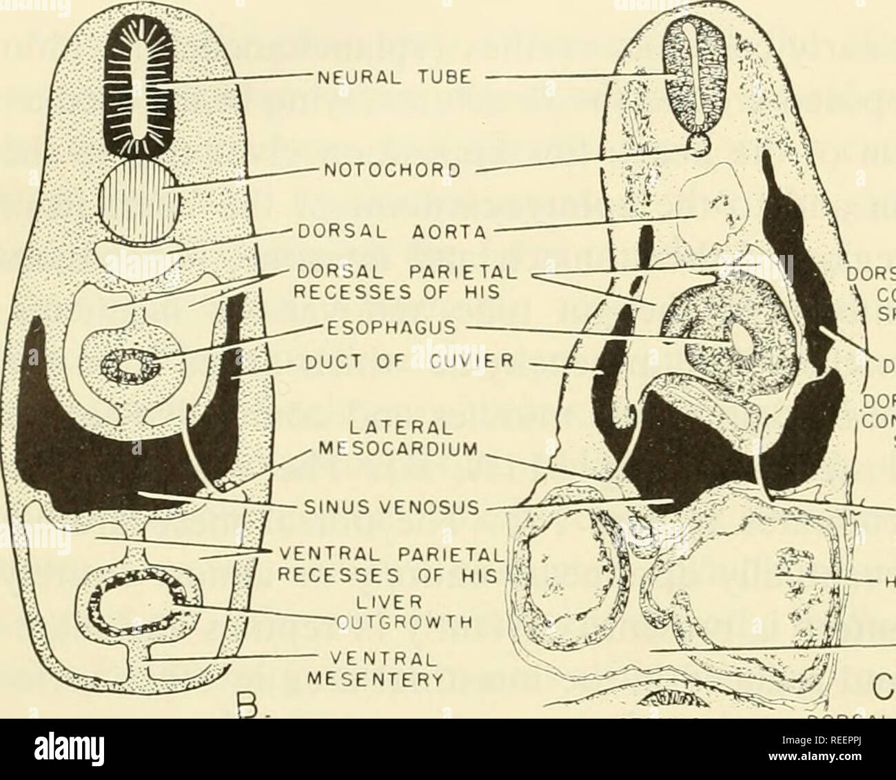 . Comparative embryology of the vertebrates; with 2057 drawings and ...