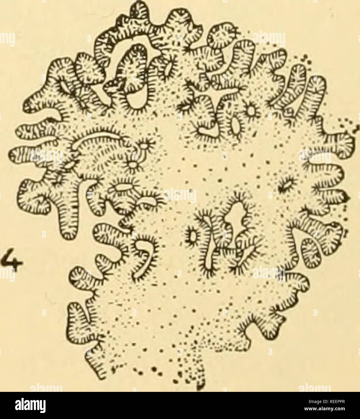 . Comparative morphology of Fungi. Fungi. Fig. 313.—Gautieria ...