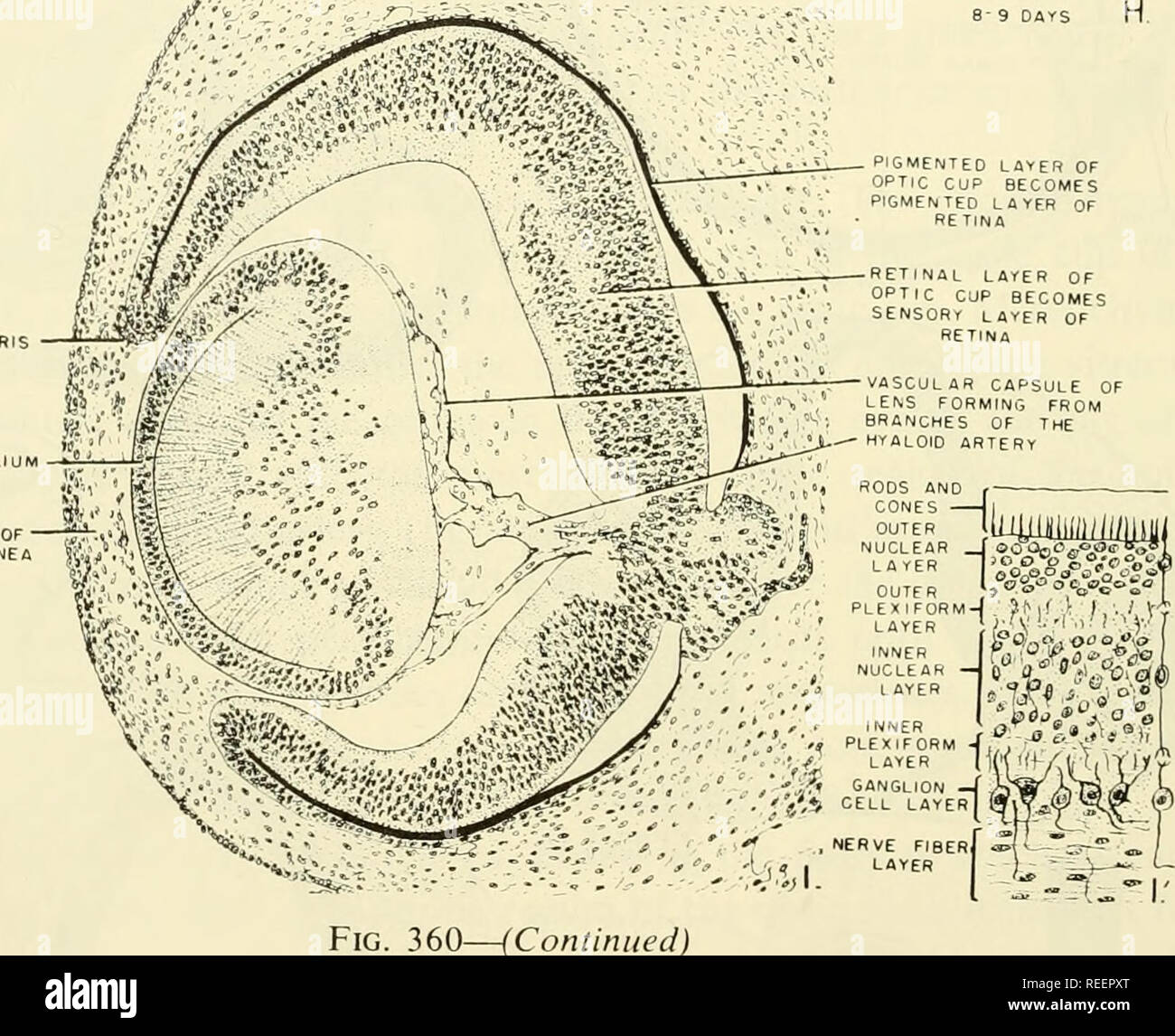 . Comparative embryology of the vertebrates; with 2057 drawings and ...