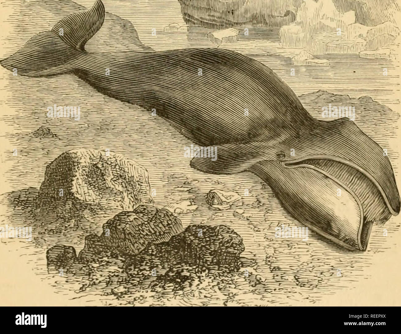 Hind limbs whale hi-res stock photography and images - Alamy