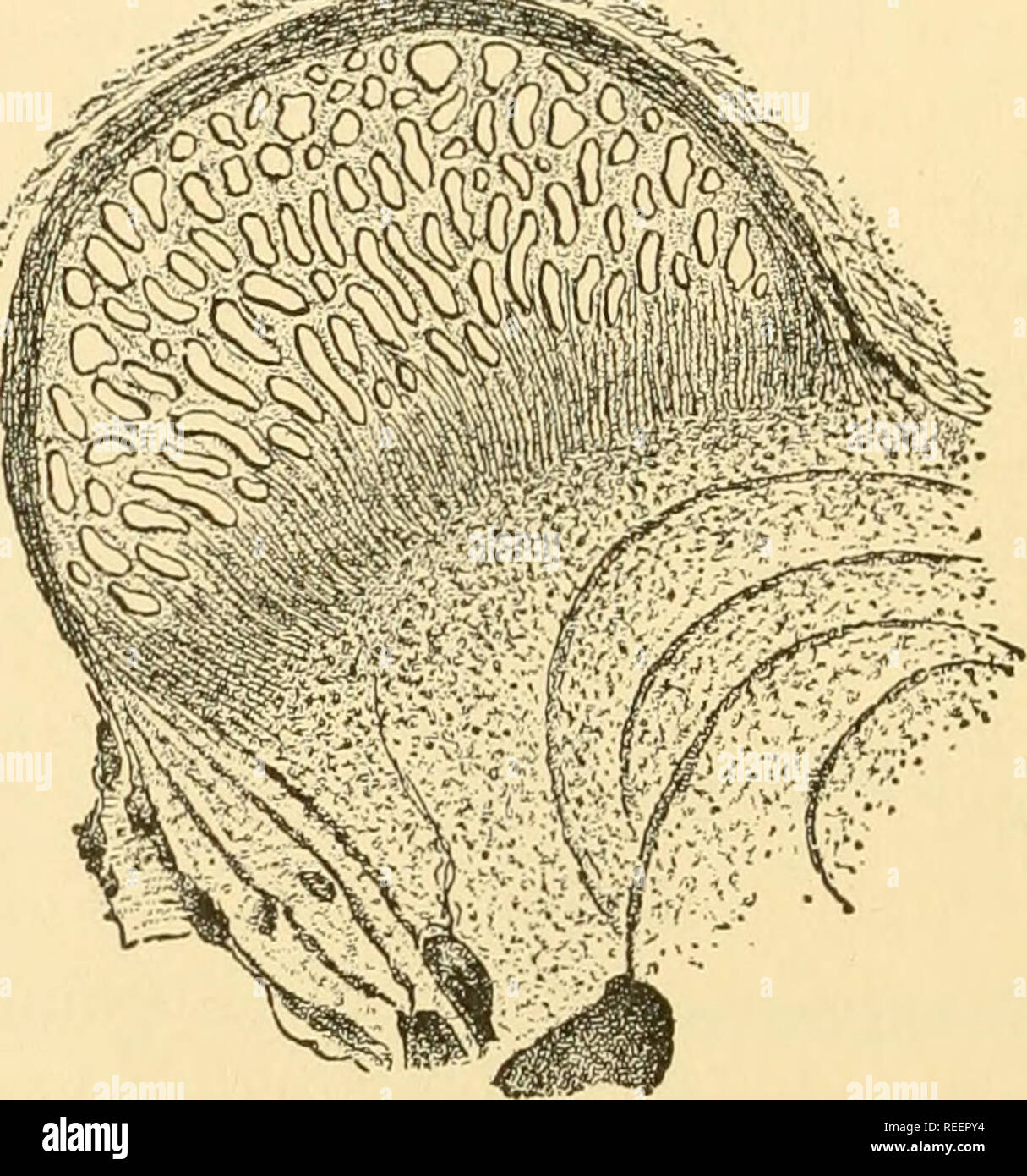 . Comparative morphology of Fungi. Fungi. Fig. 310.—Lycogalopsis ...