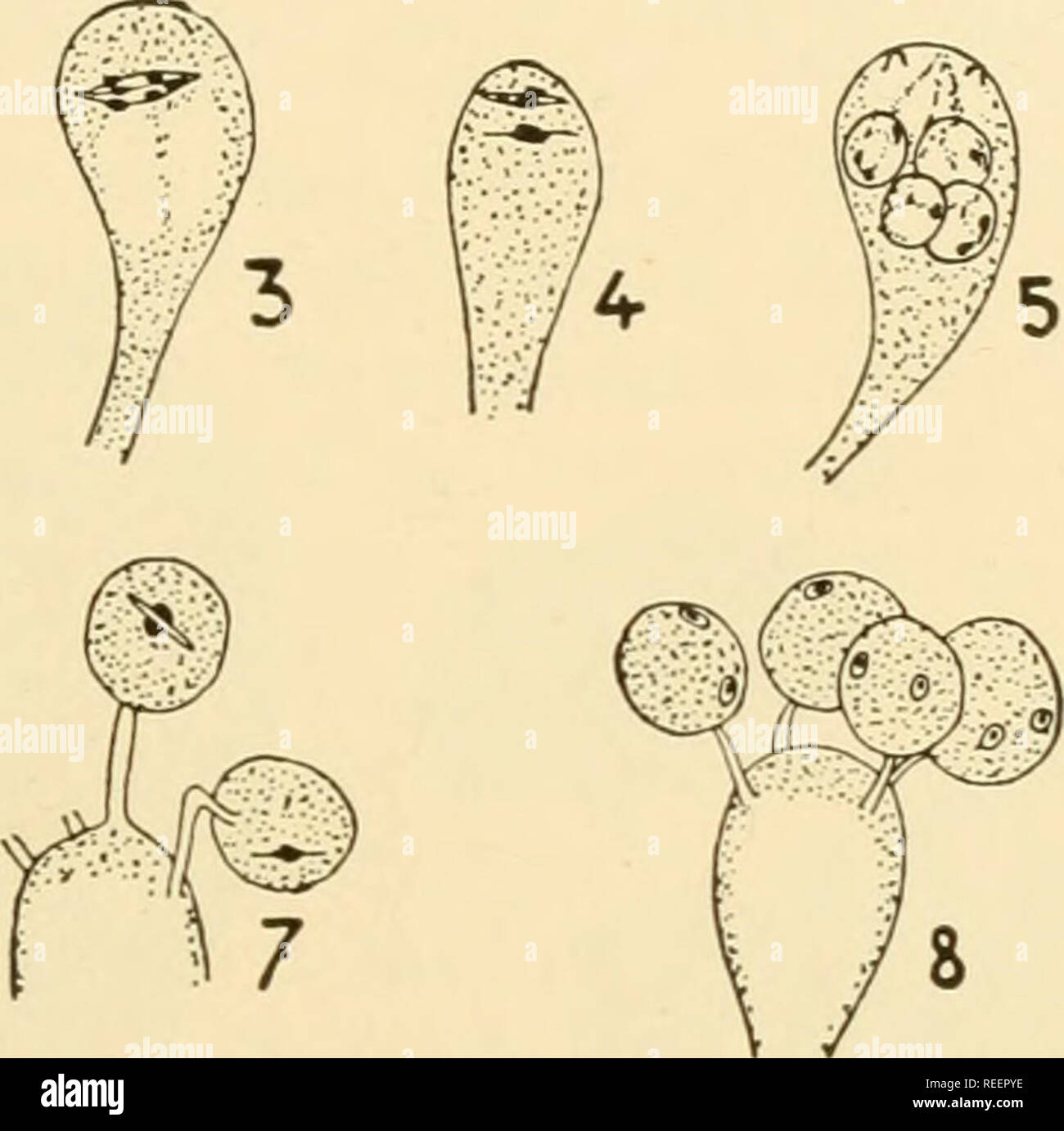 . Comparative morphology of Fungi. Fungi. Fig. 309.—Nidularia ...