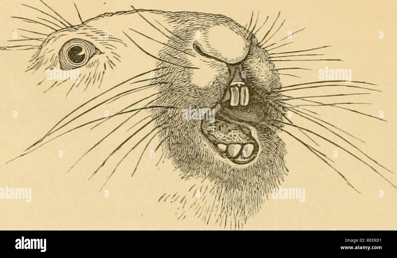 . Comparative zoology, structural and systematic. For use in schools ...