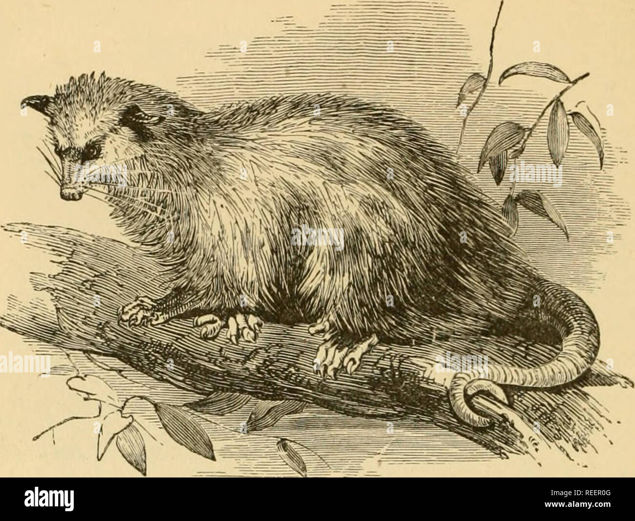 Carnivorous Kangaroo